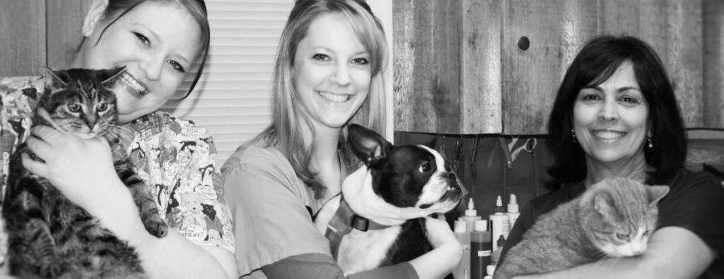 Madden Animal Hospital | Veterinarian in Ambler, PA – PLEASE CALL (215 ...