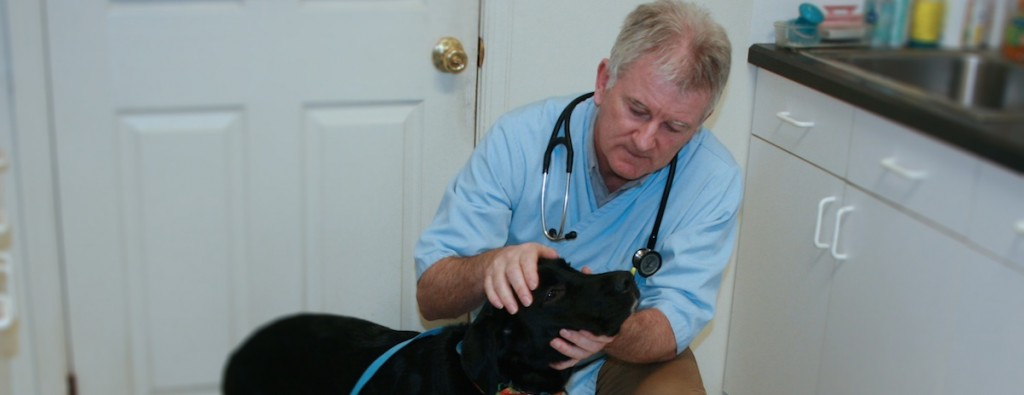Madden Animal Hospital | Veterinarian in Ambler, PA – PLEASE CALL (215 ...